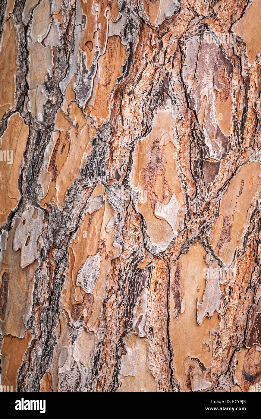 Pine tree bark hi-res stock photography and images - Alamy