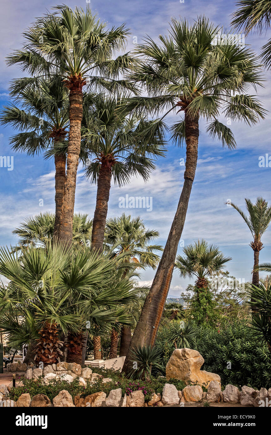 Palm Trees Monte Carlo Monaco Stock Photo - Alamy