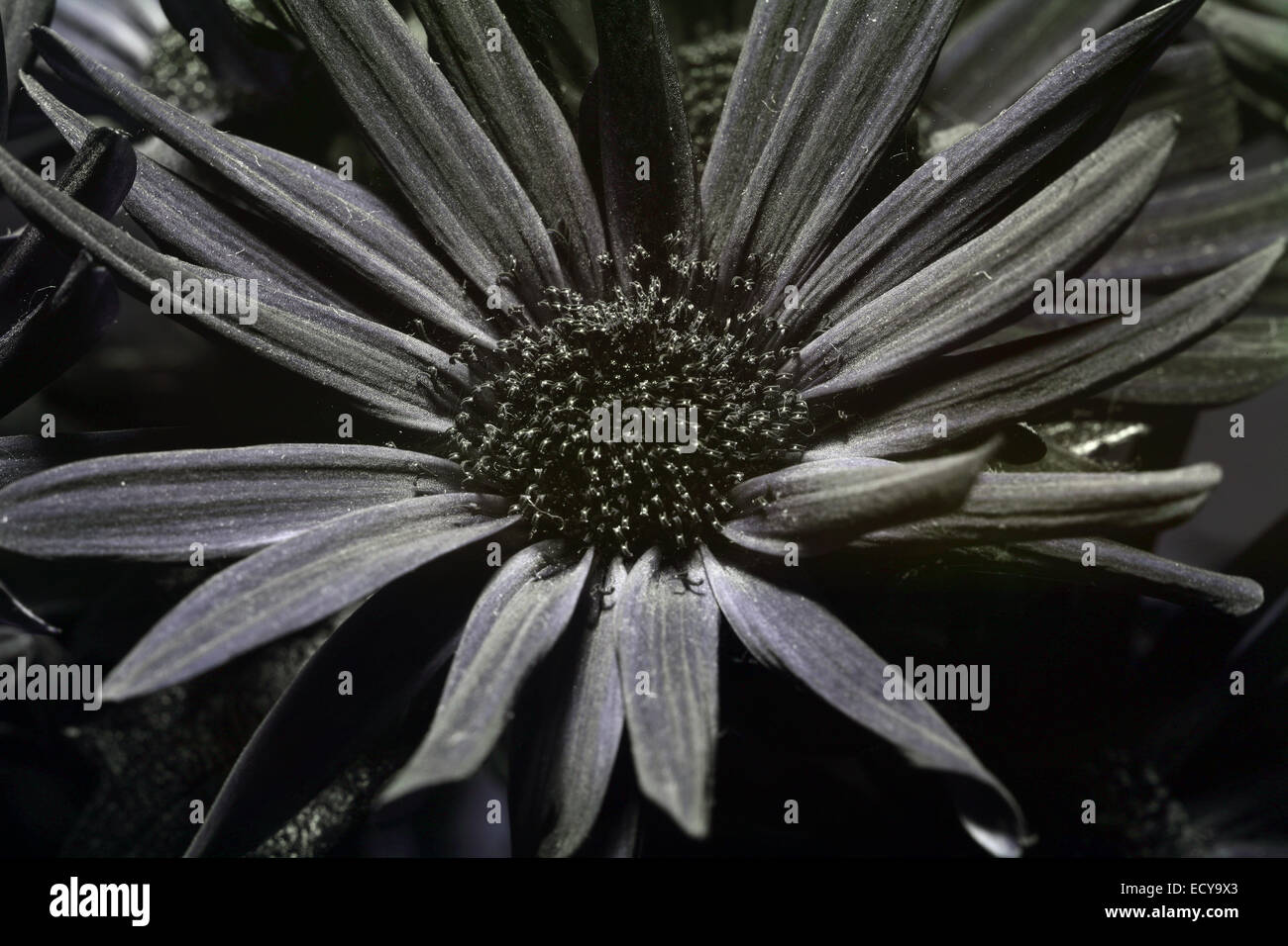 Ultraviolet Fungus High Resolution Stock Photography and Images - Alamy