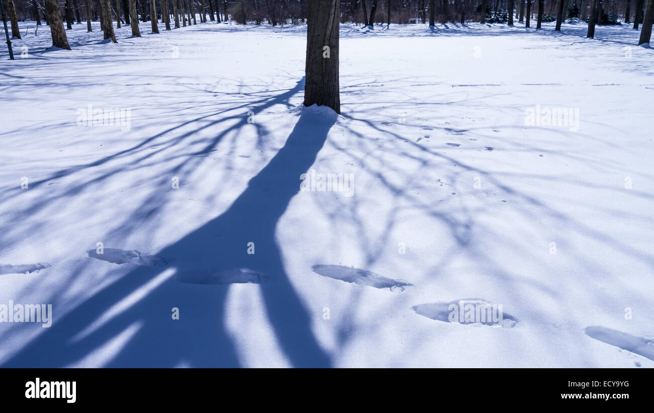 Tree shadow in snow hi-res stock photography and images - Alamy