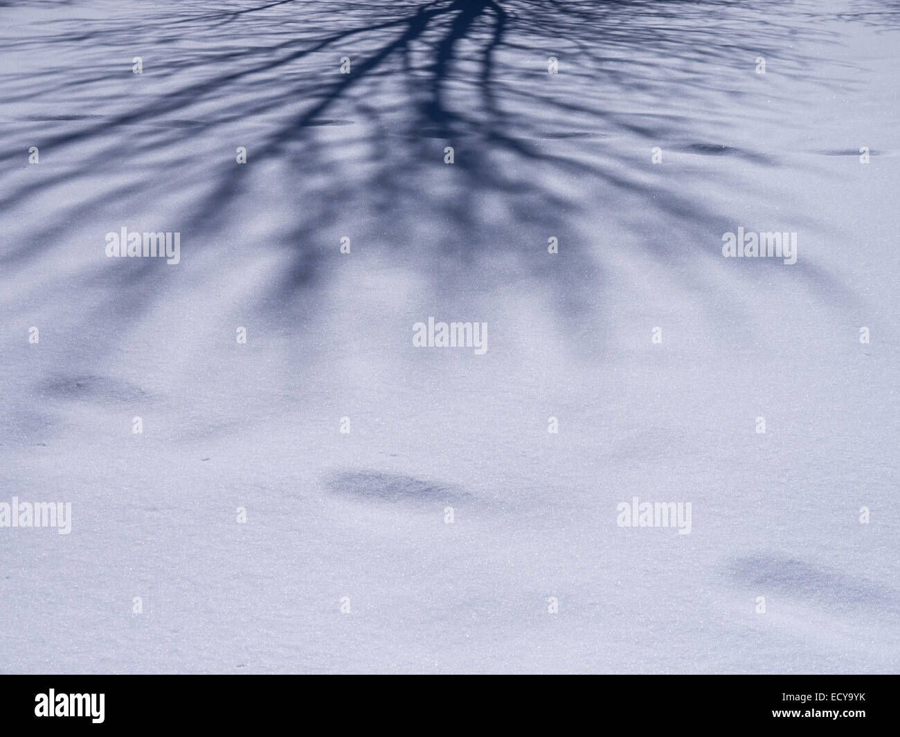 Tree shadow background hi-res stock photography and images - Alamy