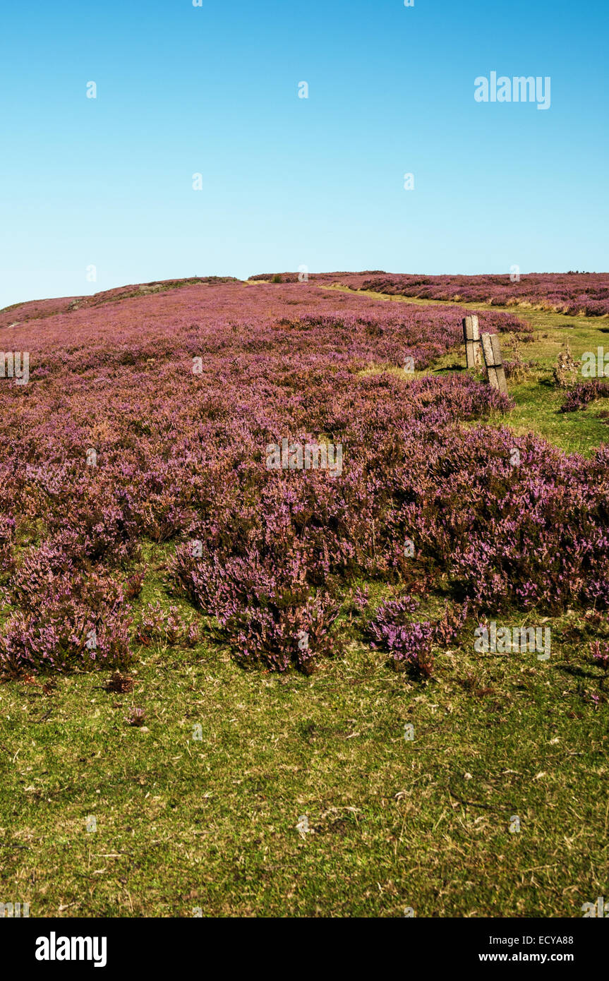 heather growing on the moors Yorkshire Sheffield Stock Photo - Alamy