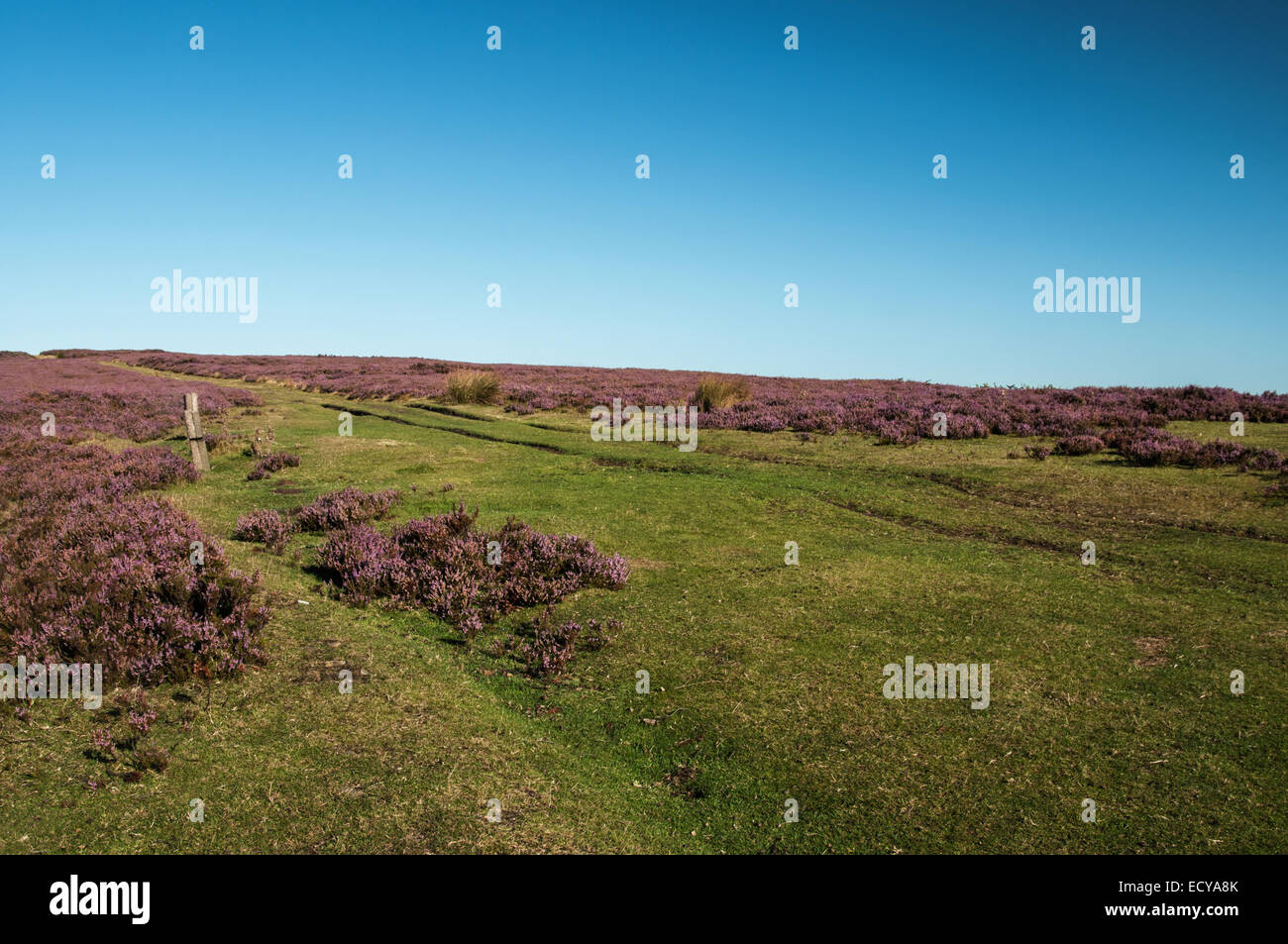 The dukes ground hi-res stock photography and images - Alamy