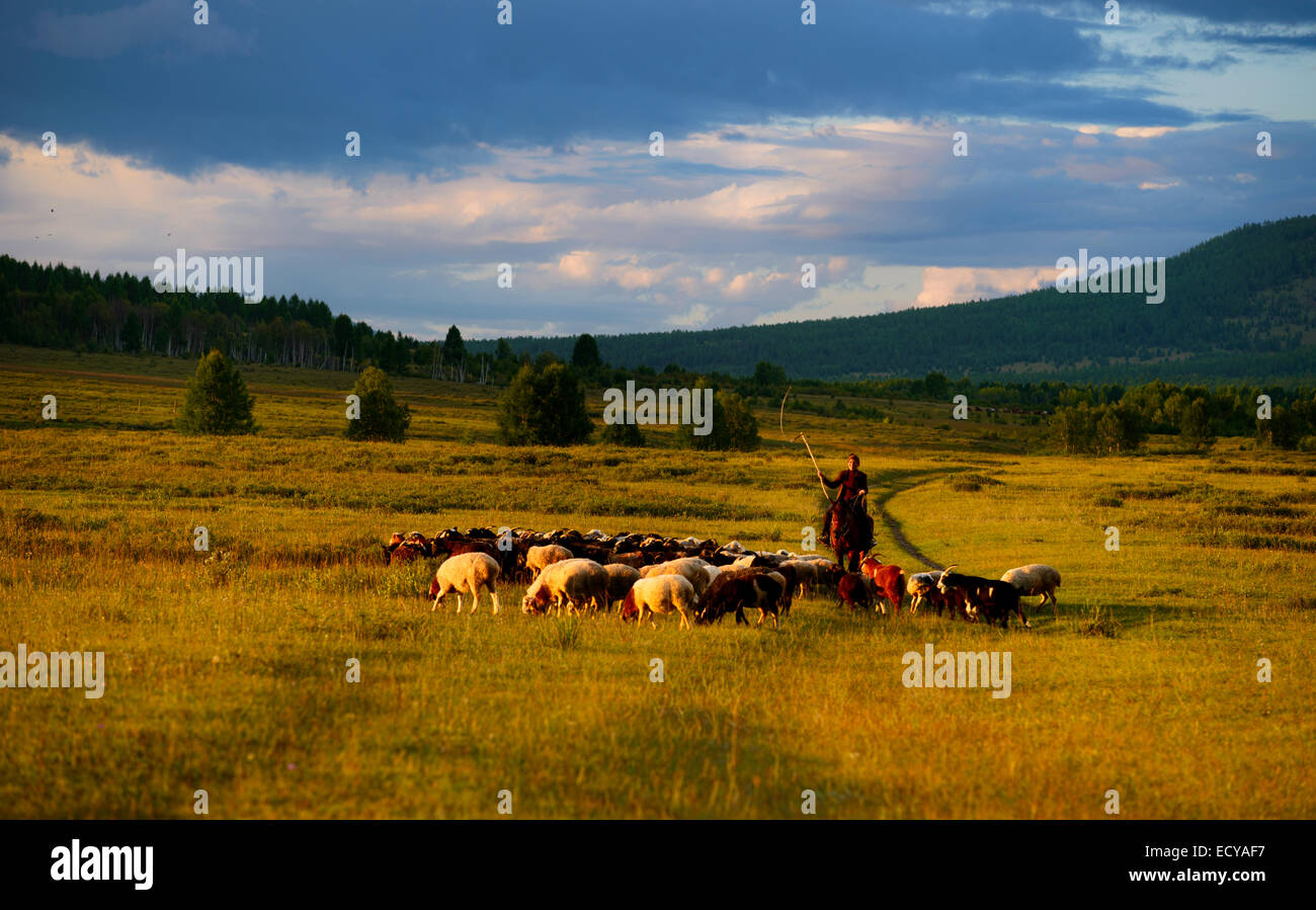 Cattle herds grazing and shepherd on the steppe, Mongolia Stock Photo ...