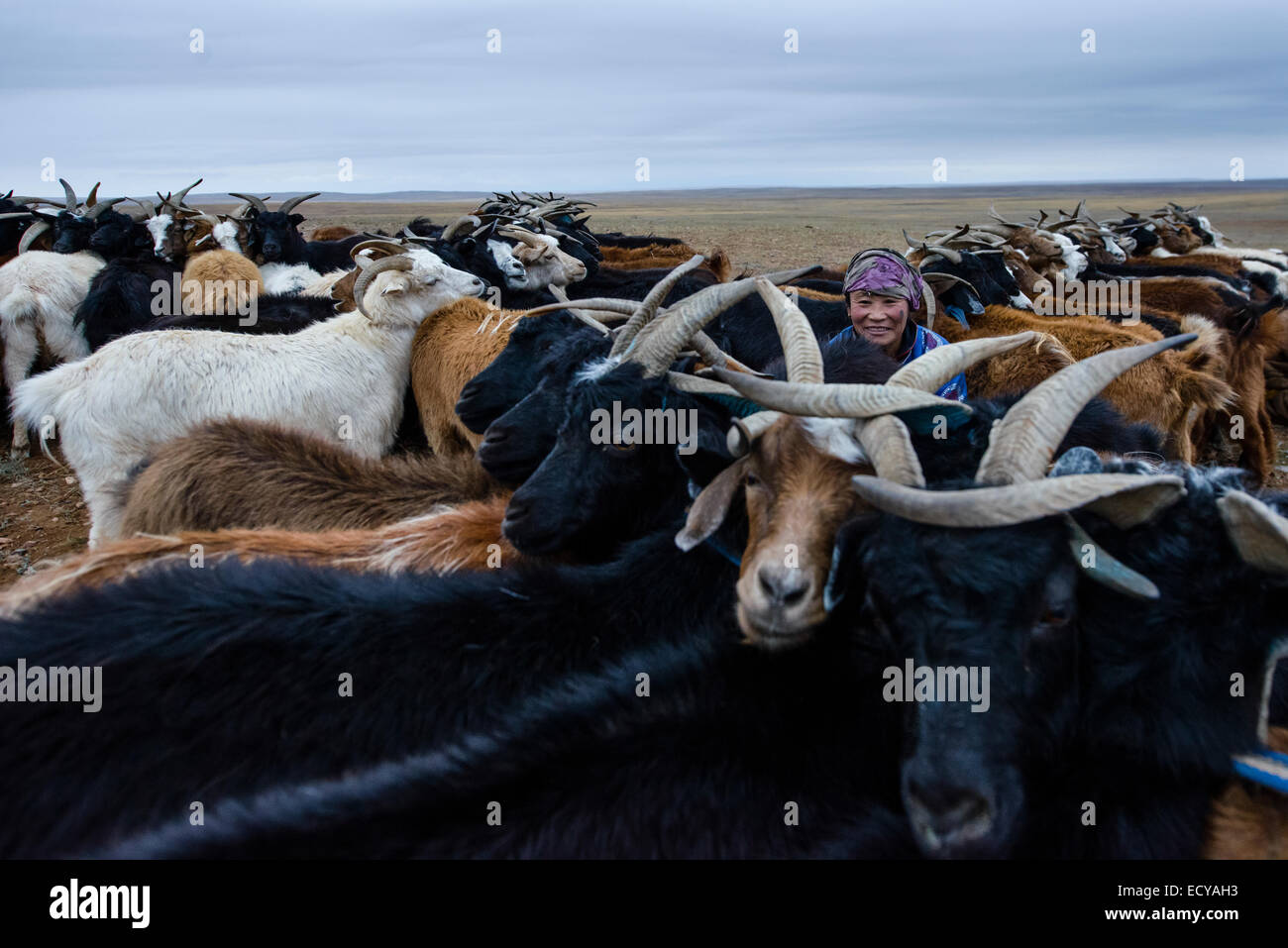 Mongolian goats hi-res stock photography and images - Alamy