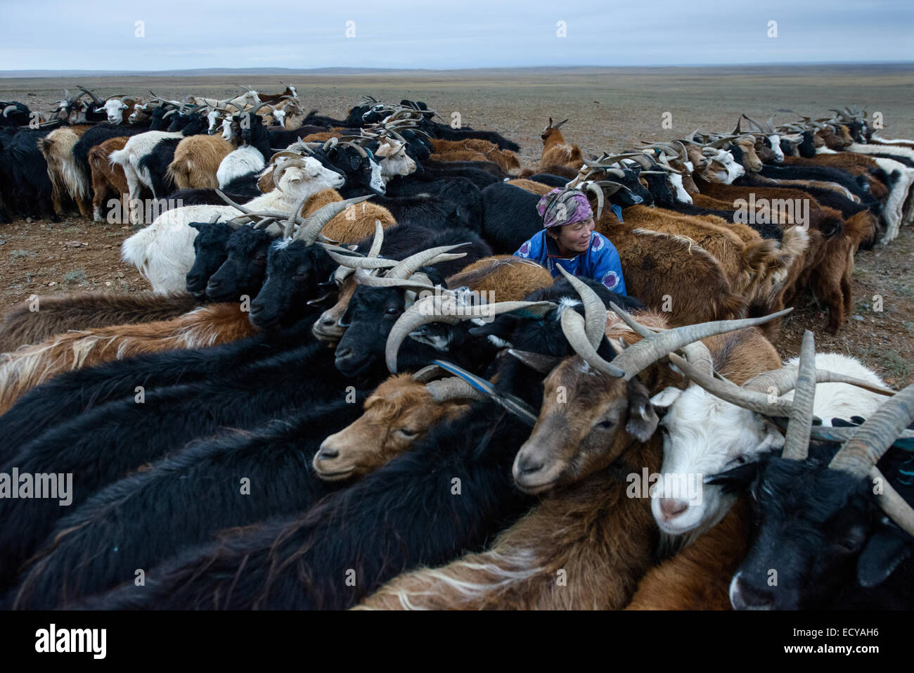 Mongolian nomads milking goats on the Gobi desert, Mongolia Stock Photo ...