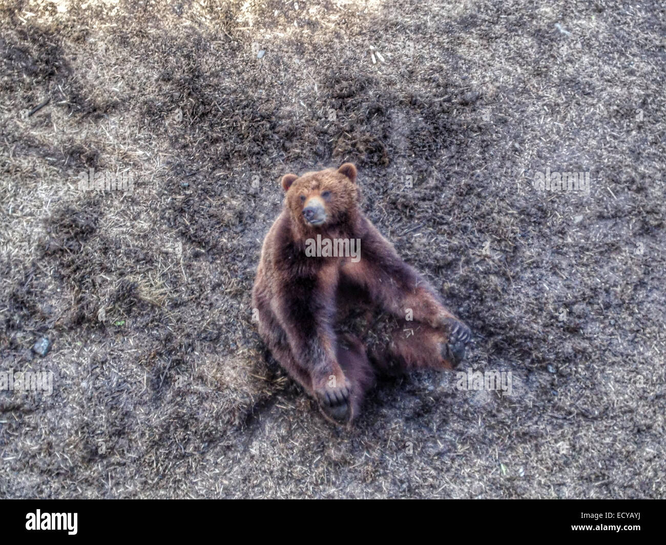 Bear sitting on dirt ground Stock Photo - Alamy