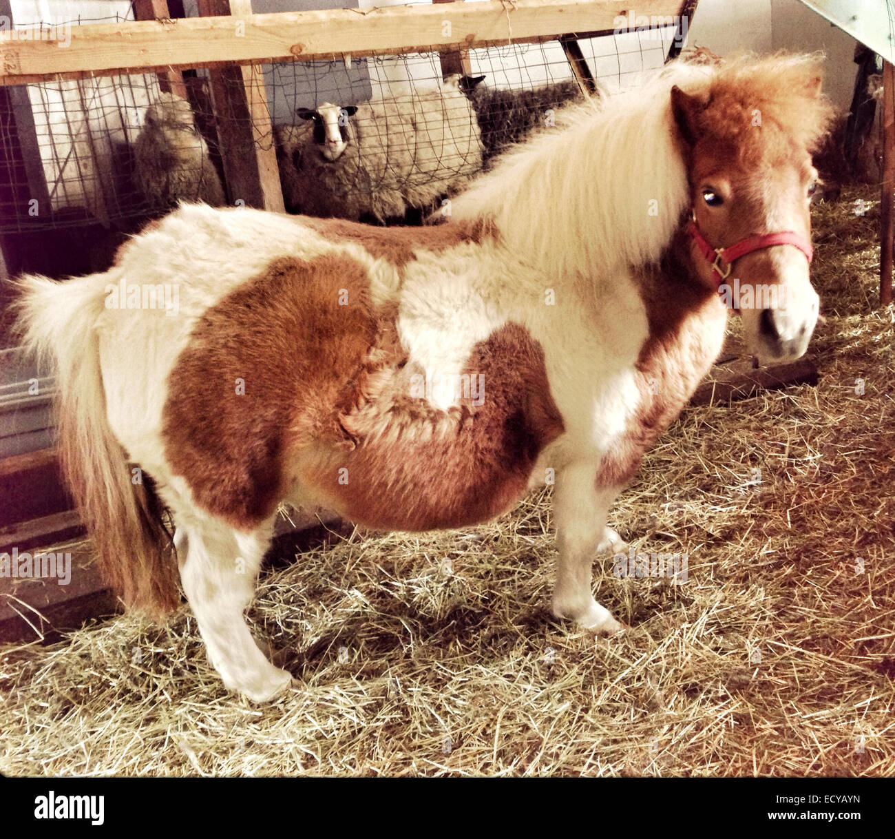 Miniature horse standing in barn Stock Photo - Alamy