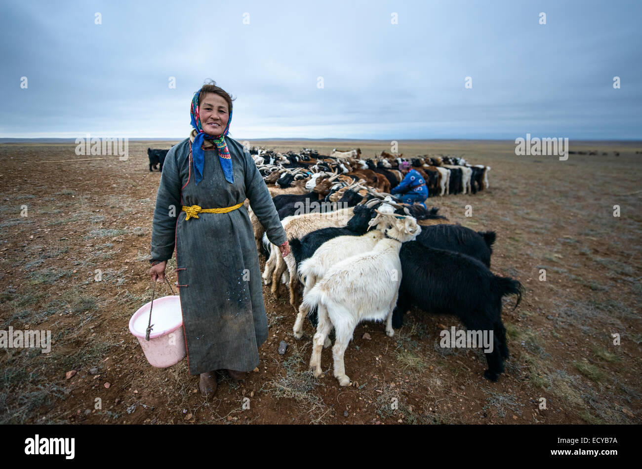 Mongolian nomads milking goats on the Gobi desert, Mongolia Stock Photo ...