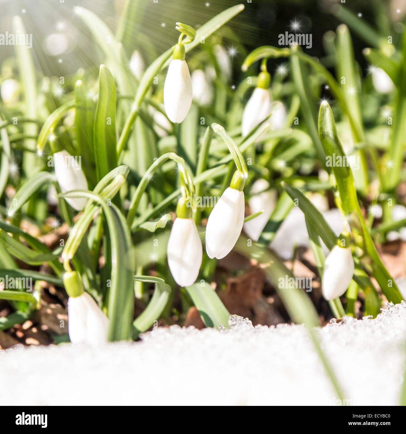 Snowdrops in march hi-res stock photography and images - Alamy
