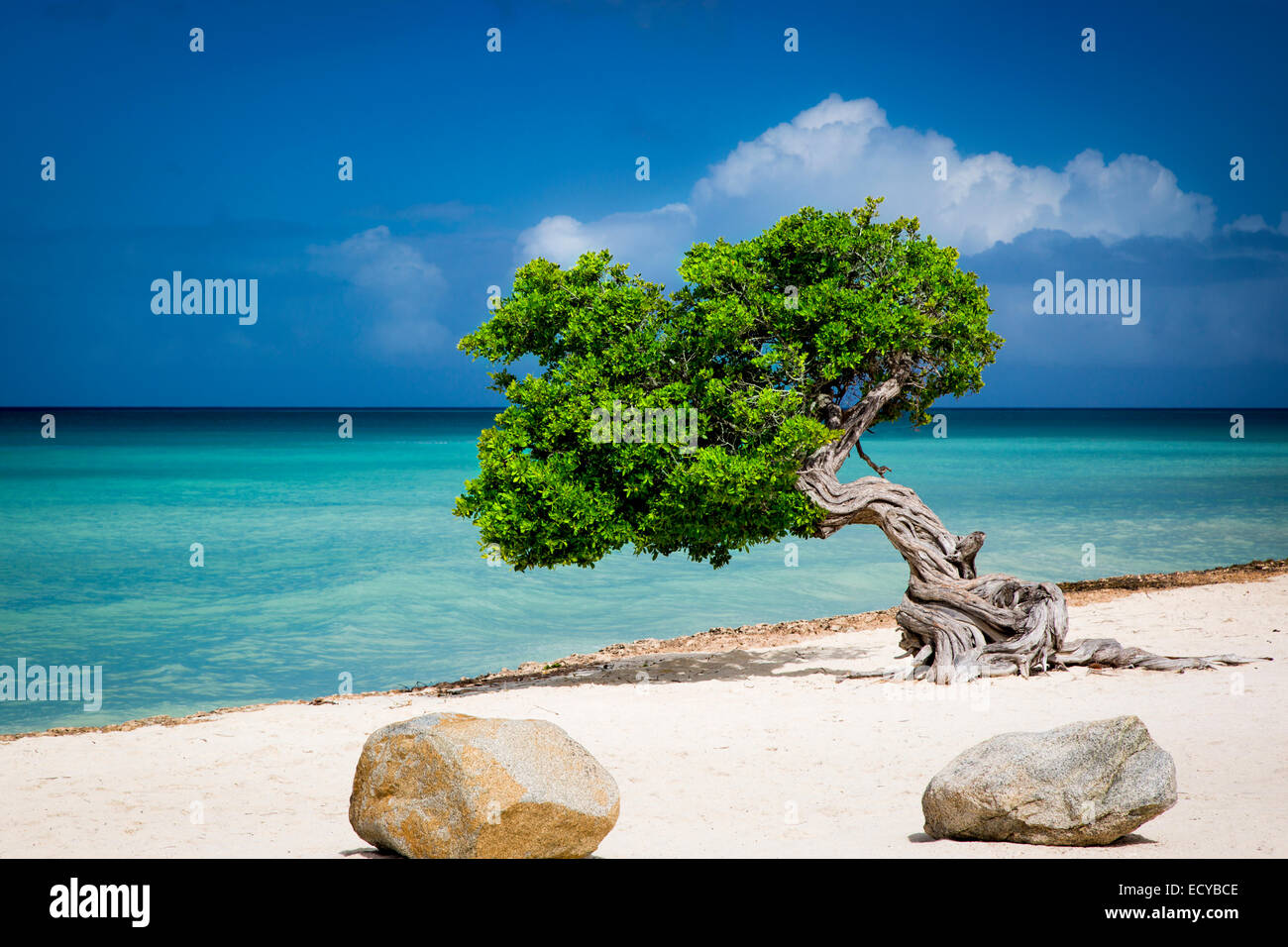 Divi divi tree with blue water hi-res stock photography and images - Alamy