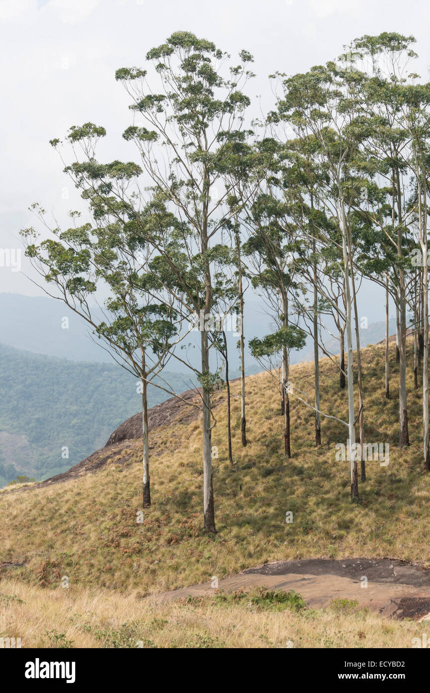 Kerala, India - Eravikulam National Park. Upland trees Stock Photo - Alamy