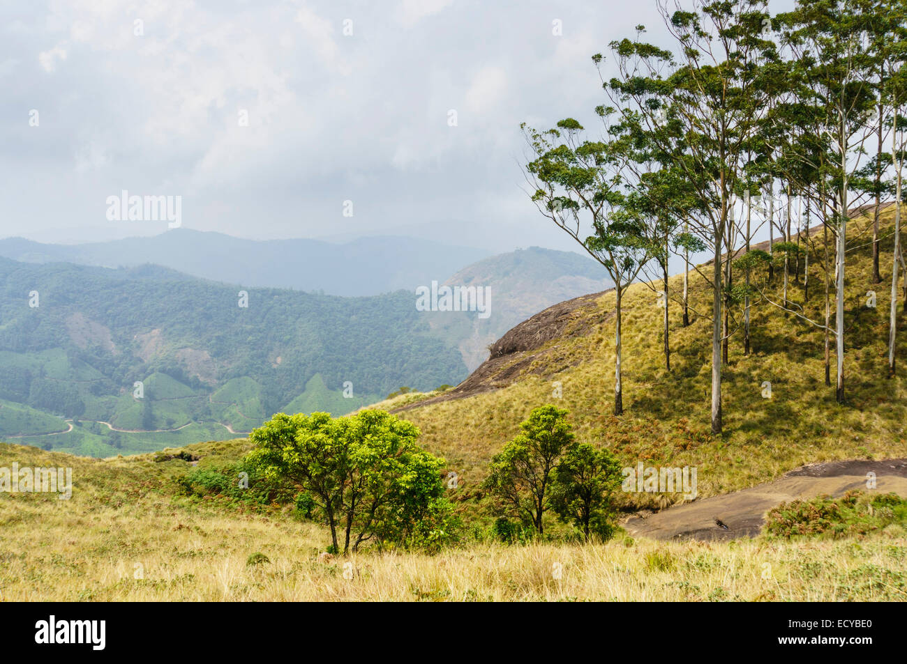Kerala, India - Eravikulam National Park. Upland trees Stock Photo - Alamy