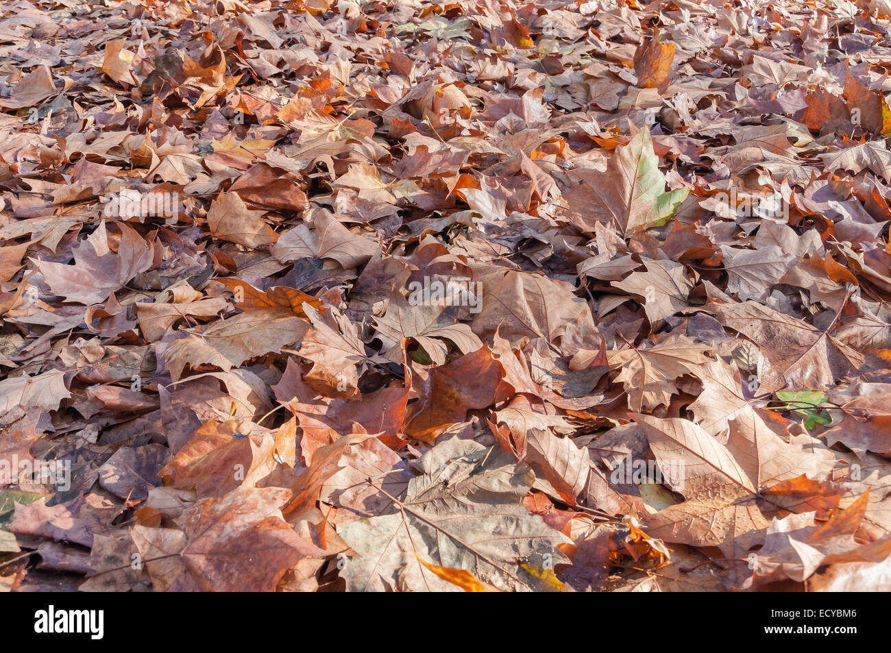 Autumn pattern made dry hi-res stock photography and images - Alamy
