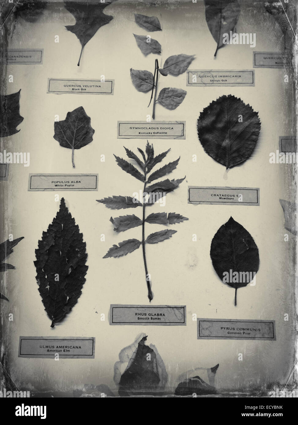Labeled leaf specimens on display Stock Photo - Alamy