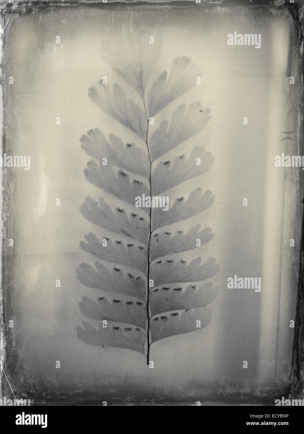Leaf specimen on display Stock Photo - Alamy