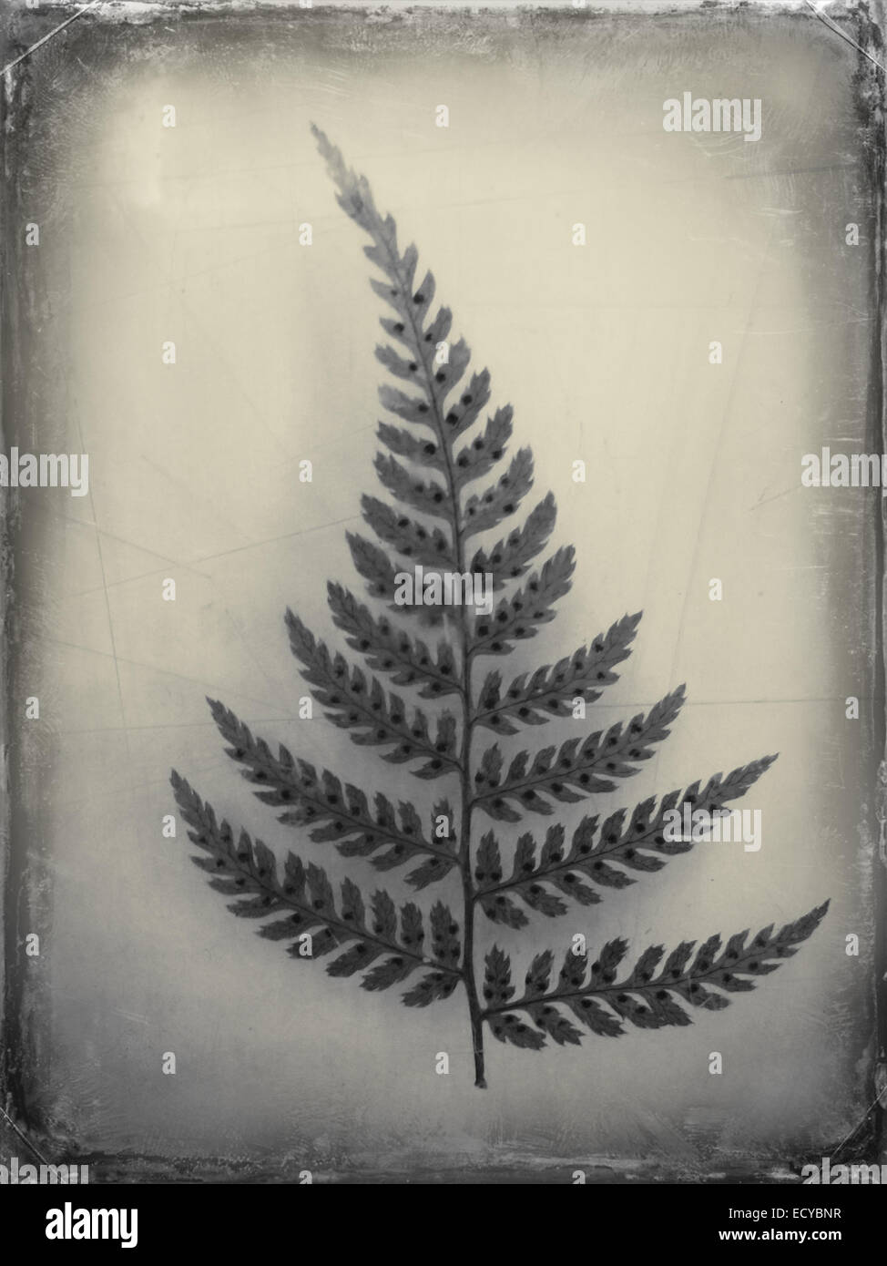 Leaf specimen on display Stock Photo - Alamy