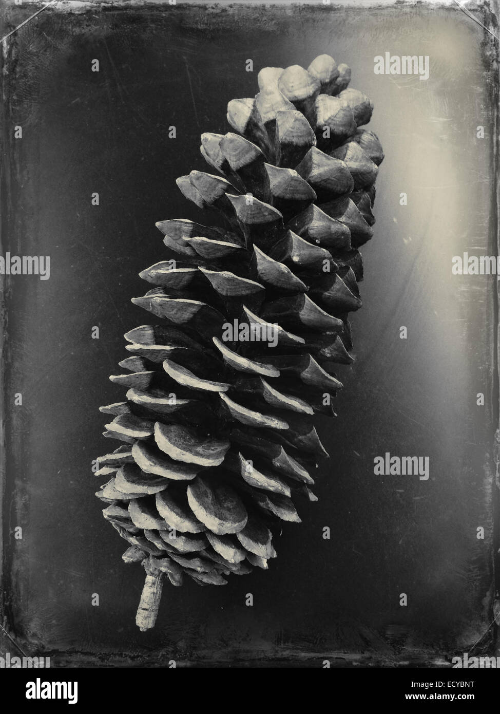 Pine cone specimen on display Stock Photo - Alamy