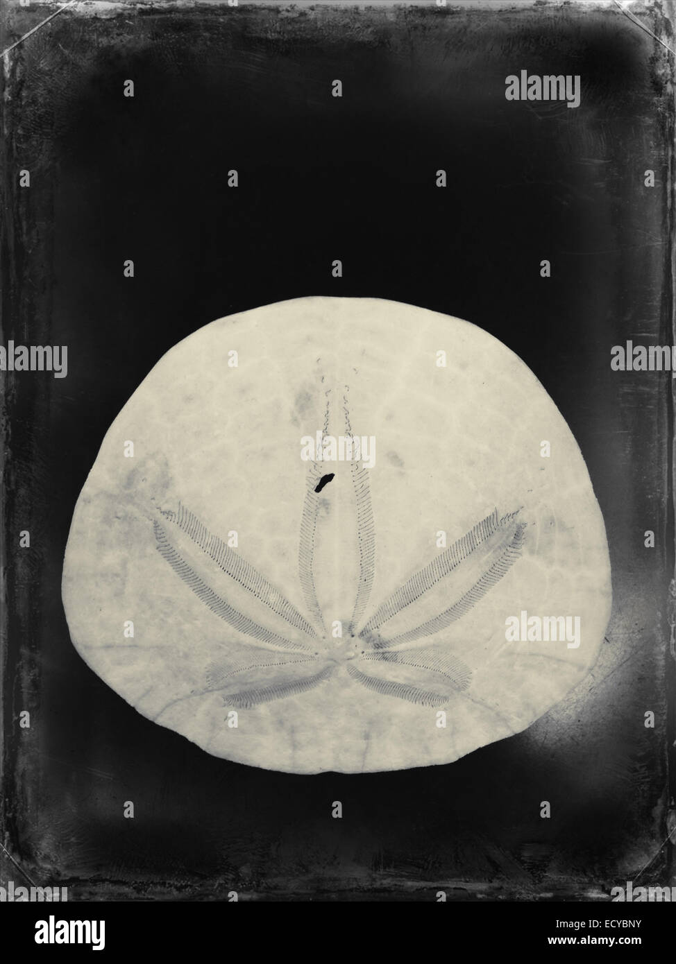 Sand dollar shell on display Stock Photo - Alamy