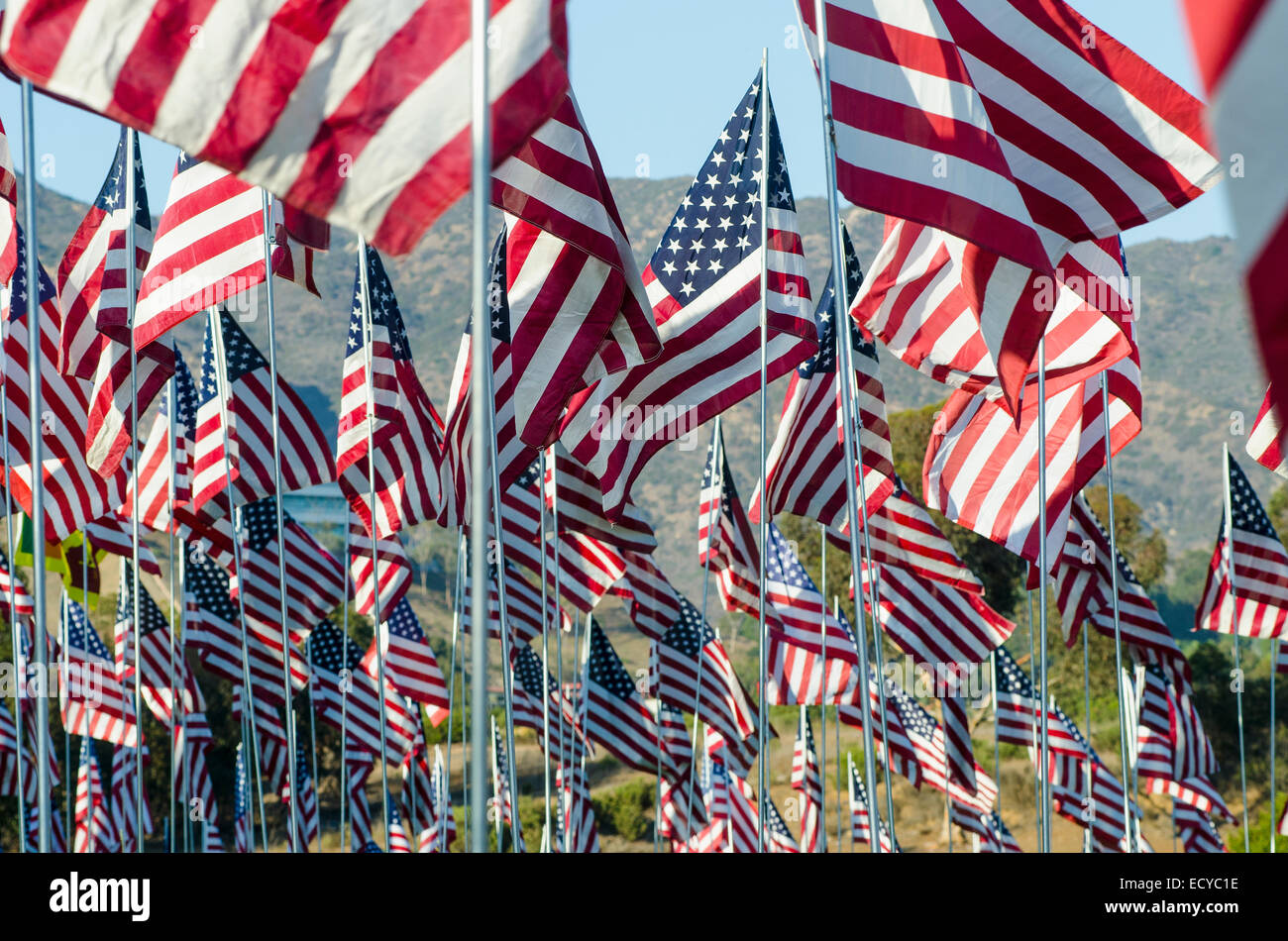 American flags standing in field Stock Photo - Alamy