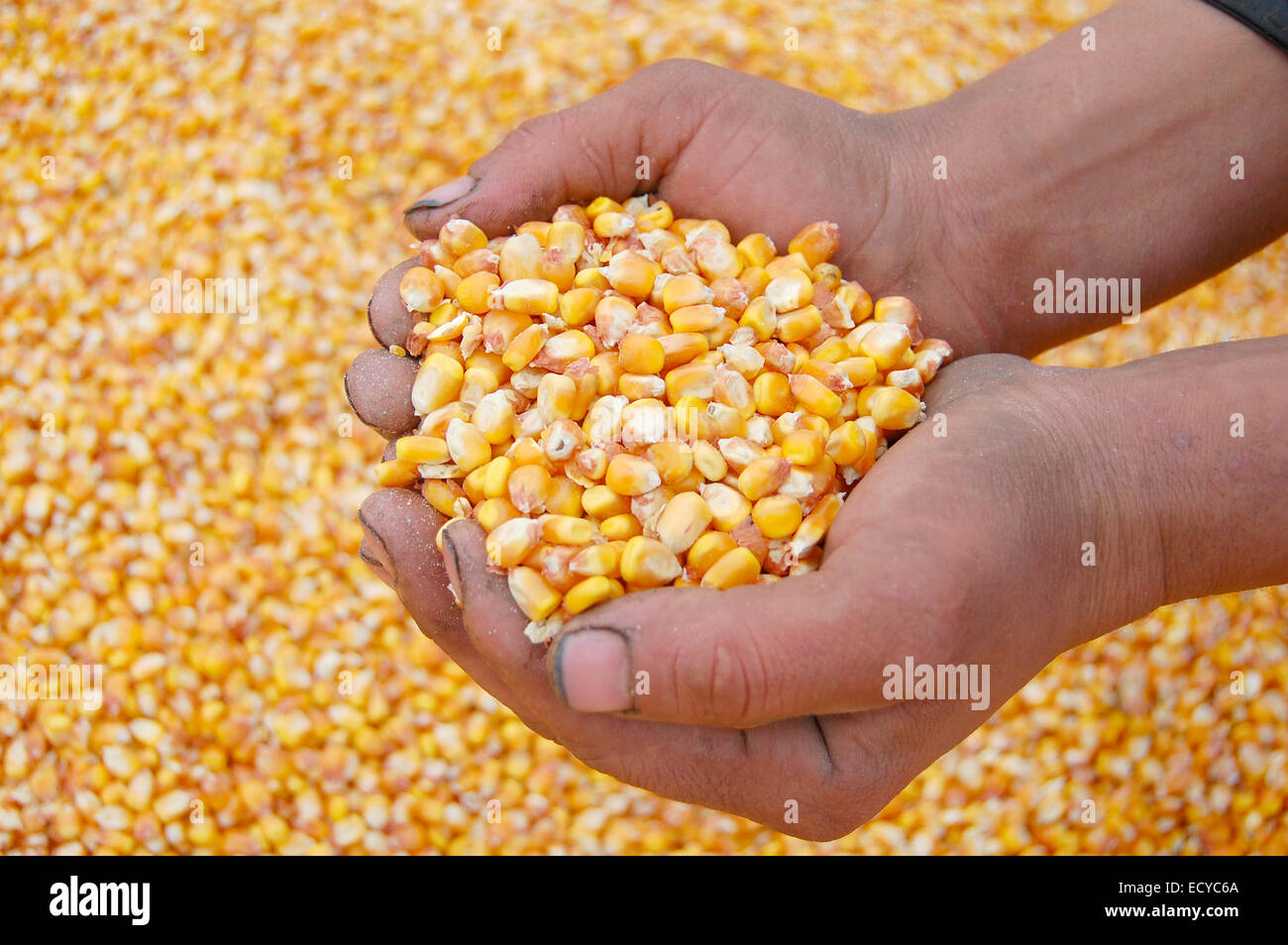 Hands of farmer showing good yield of mais Stock Photo - Alamy
