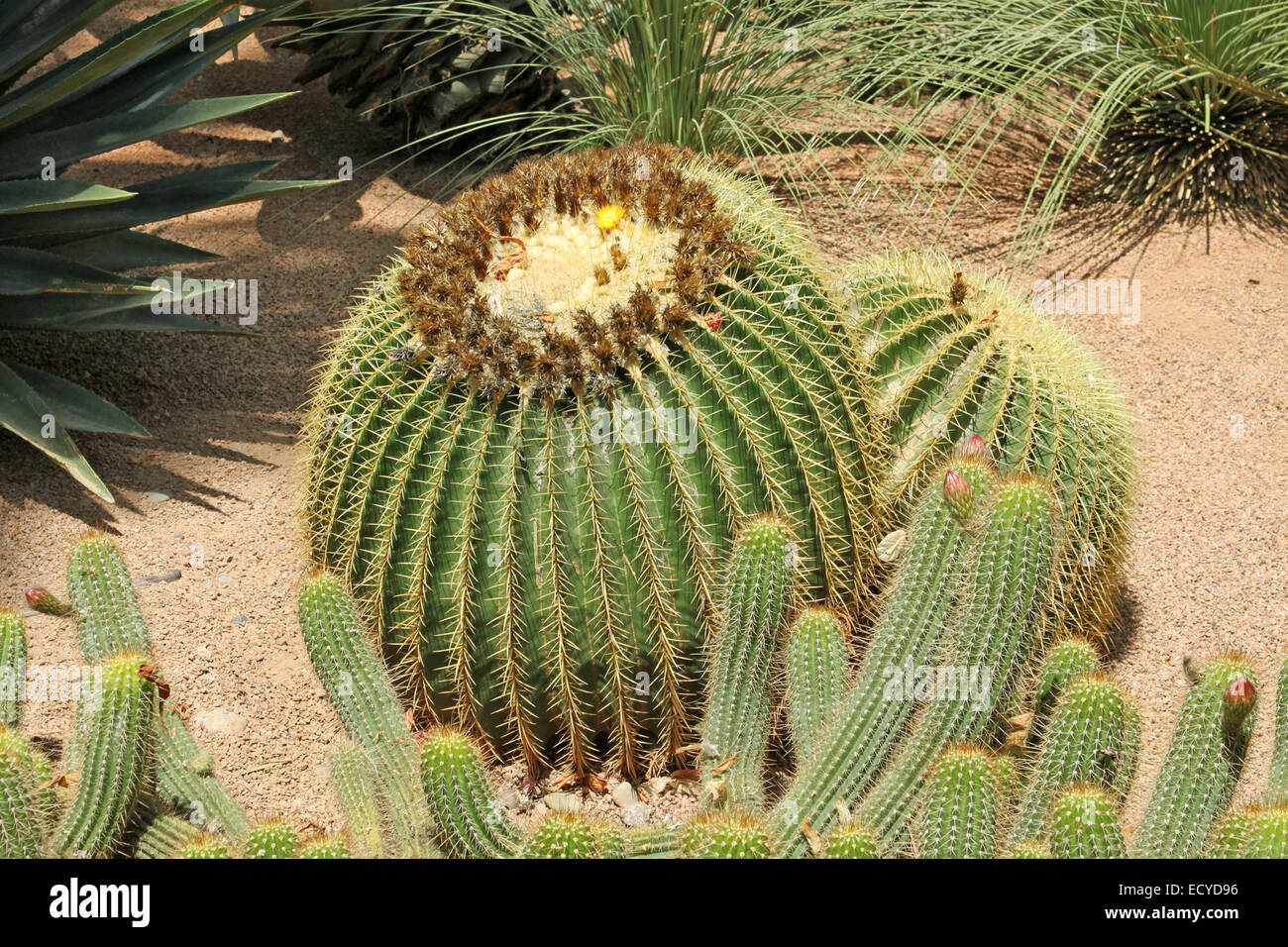 Close up cactus detailed hi-res stock photography and images - Alamy