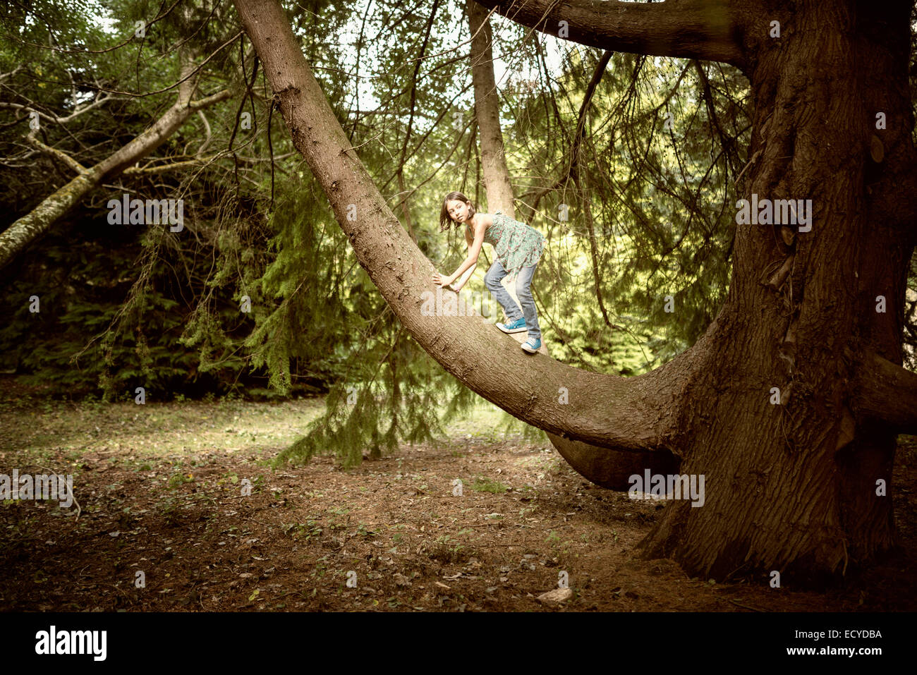 Climbing tree hi-res stock photography and images - Alamy