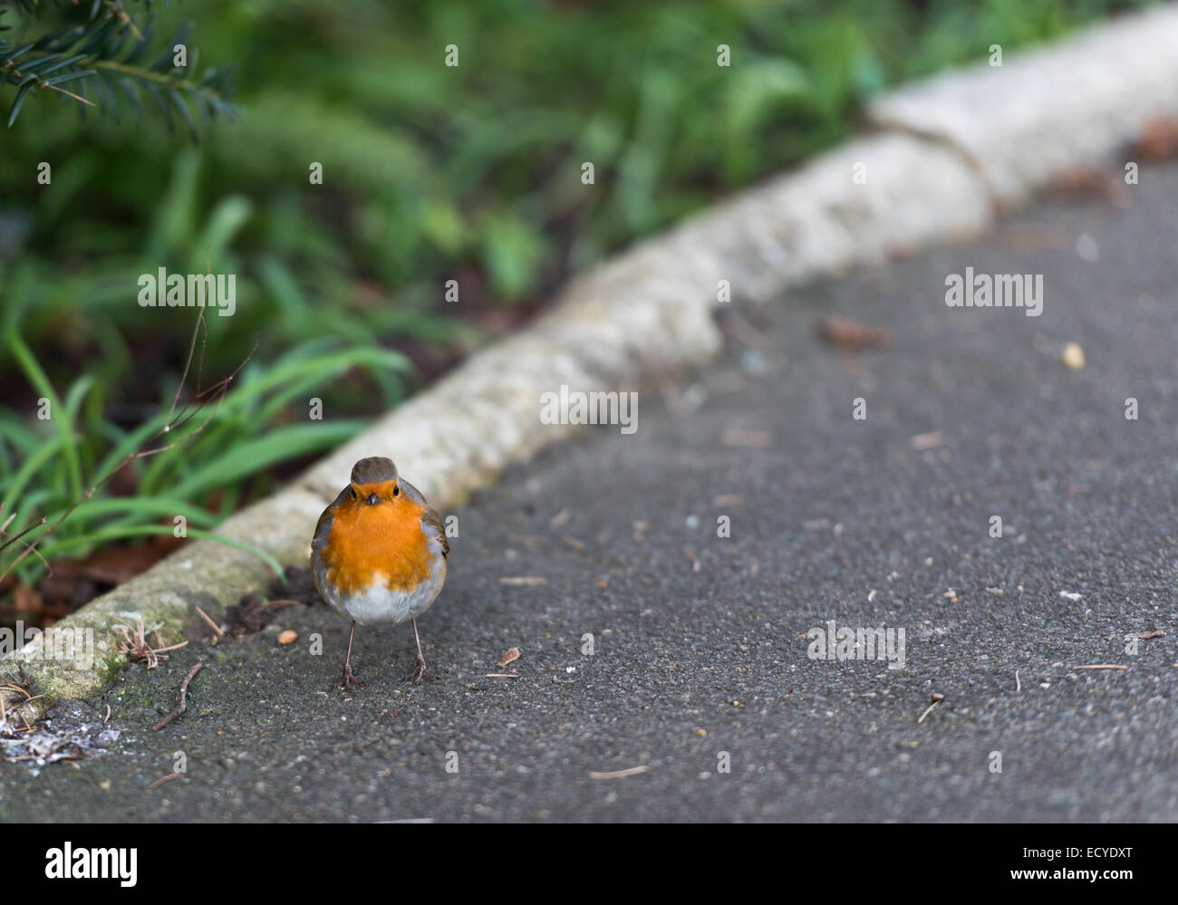 Beautiful robin hi-res stock photography and images - Alamy