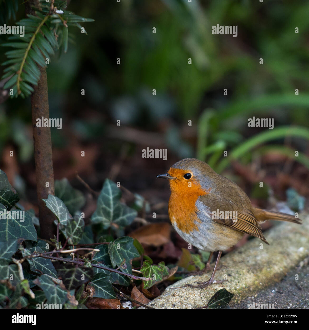 Beautiful robin hi-res stock photography and images - Alamy