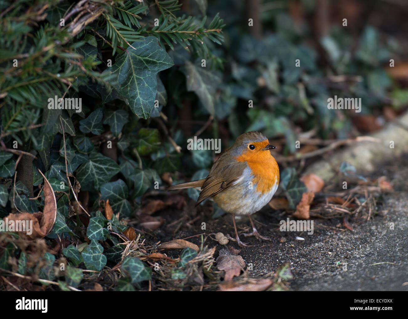 A beautiful robin capture in Guildford, Surrey Stock Photo - Alamy