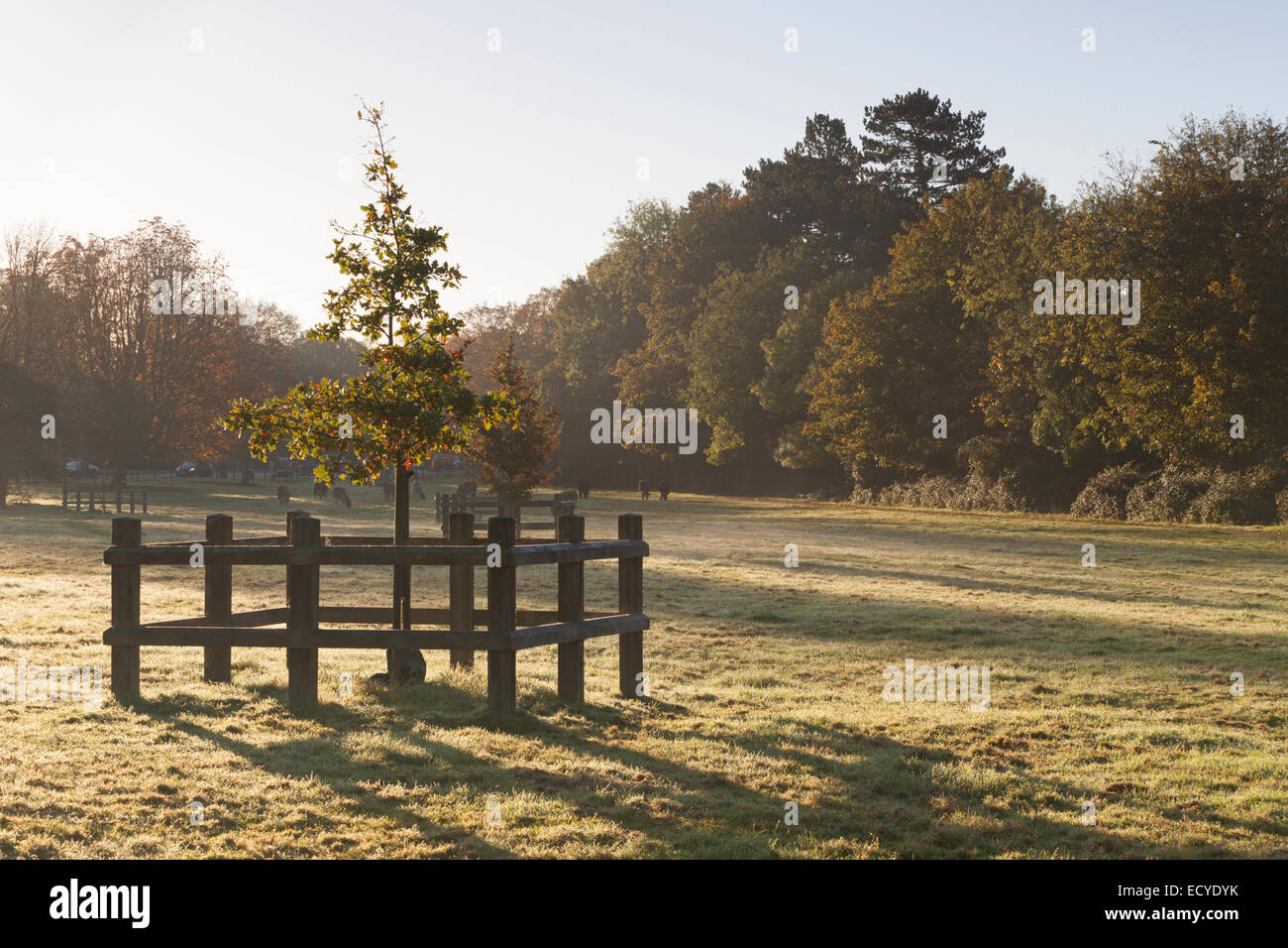 Vicars brook hi-res stock photography and images - Alamy