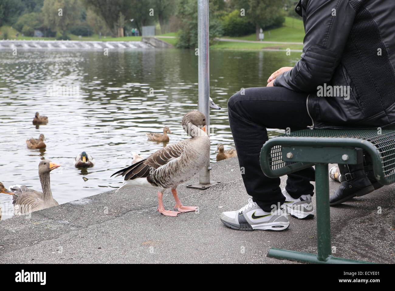 Man with duck hi-res stock photography and images - Alamy