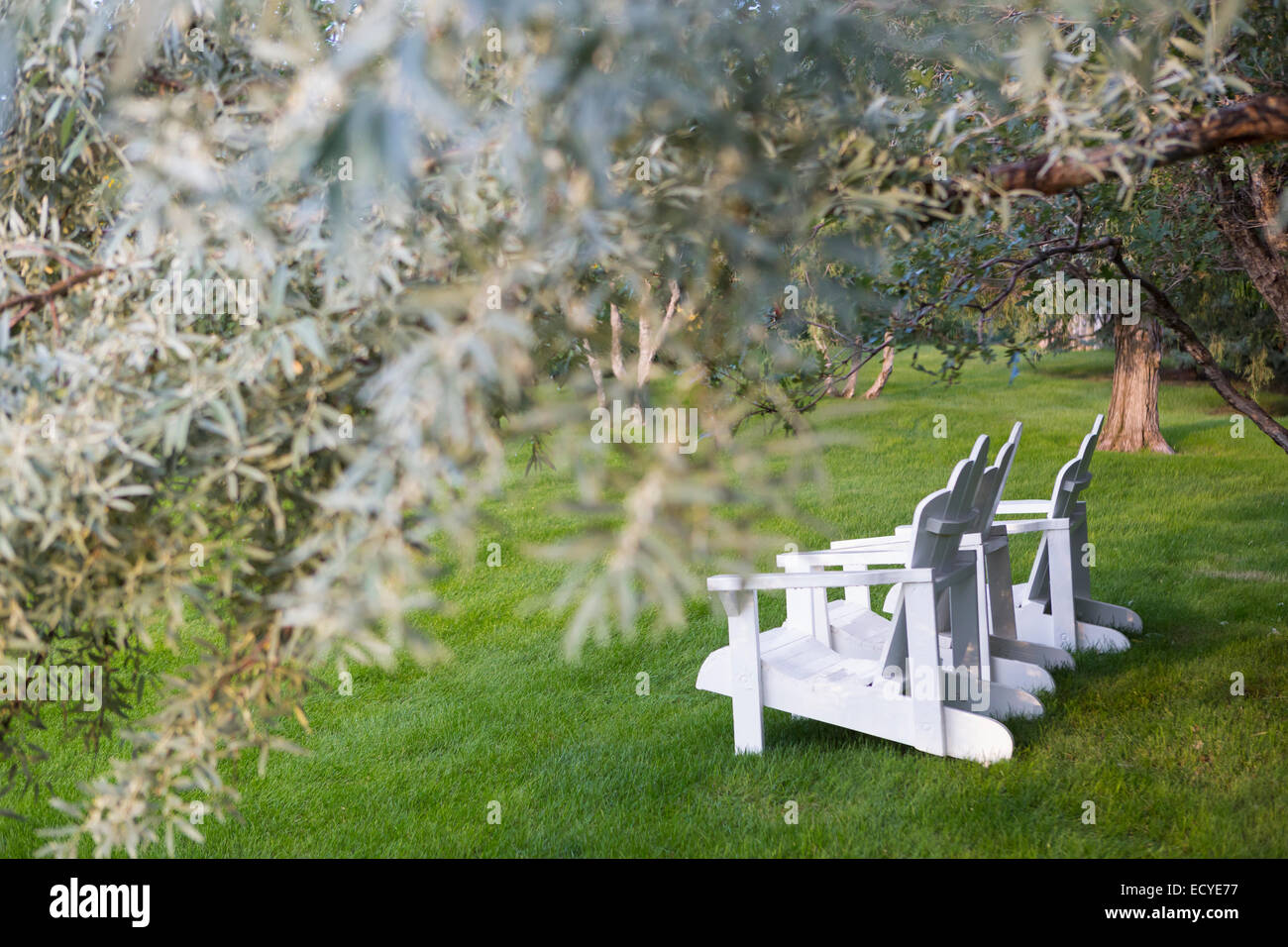 Adirondack chairs under tree hi-res stock photography and images - Alamy