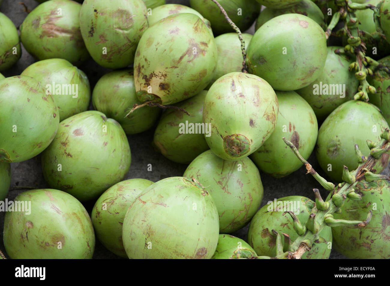 Brazil coconut harvest hi-res stock photography and images - Alamy