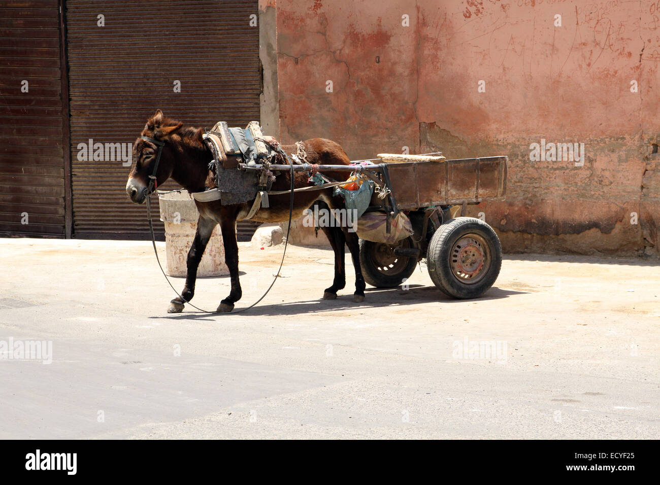 Gray donkey with an empty cart Stock Photo - Alamy