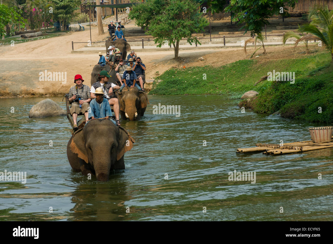 Tourists on an elephant ride through the Mae San river, Thai Elephant ...