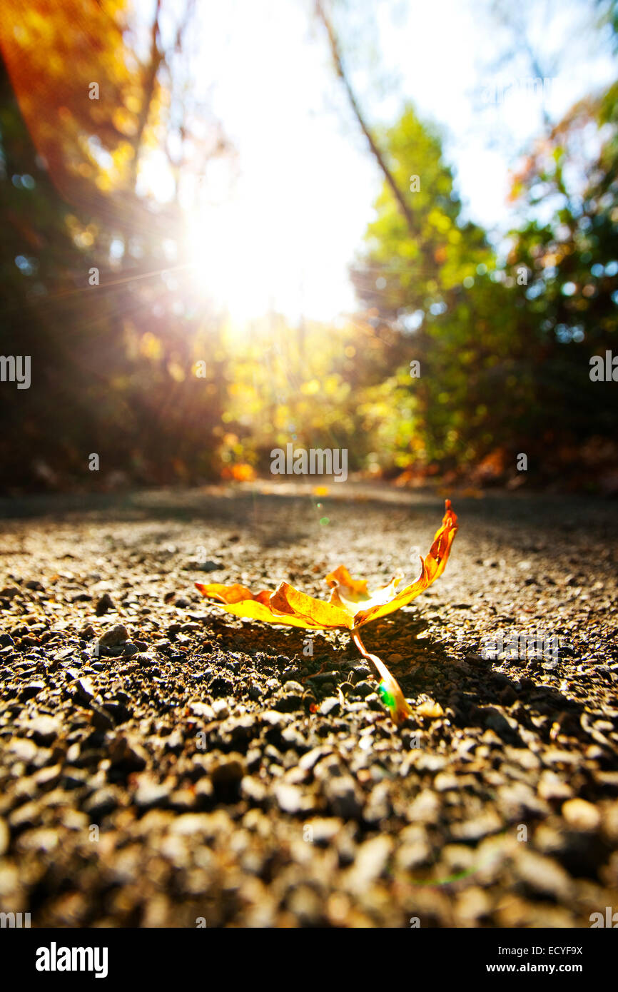 Leaf path hi-res stock photography and images - Alamy