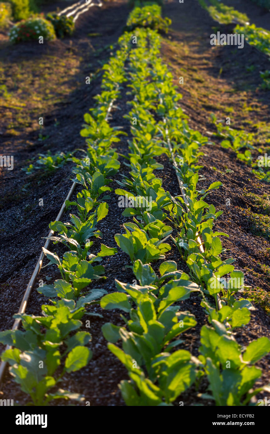 Plants growing in rows in field Stock Photo - Alamy