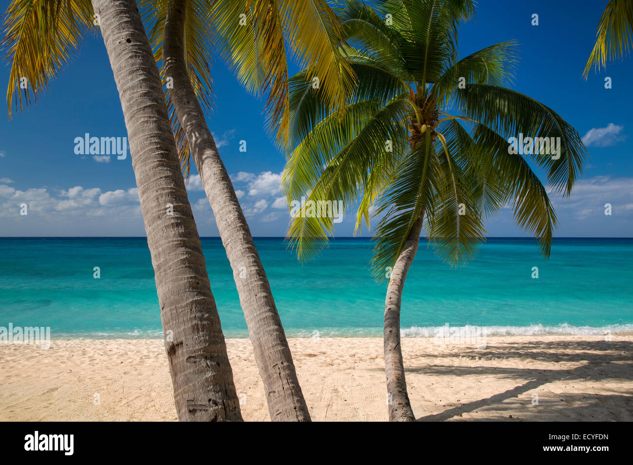 Palm trees and turquoise water along Seven-Mile Beach, Grand Cayman ...