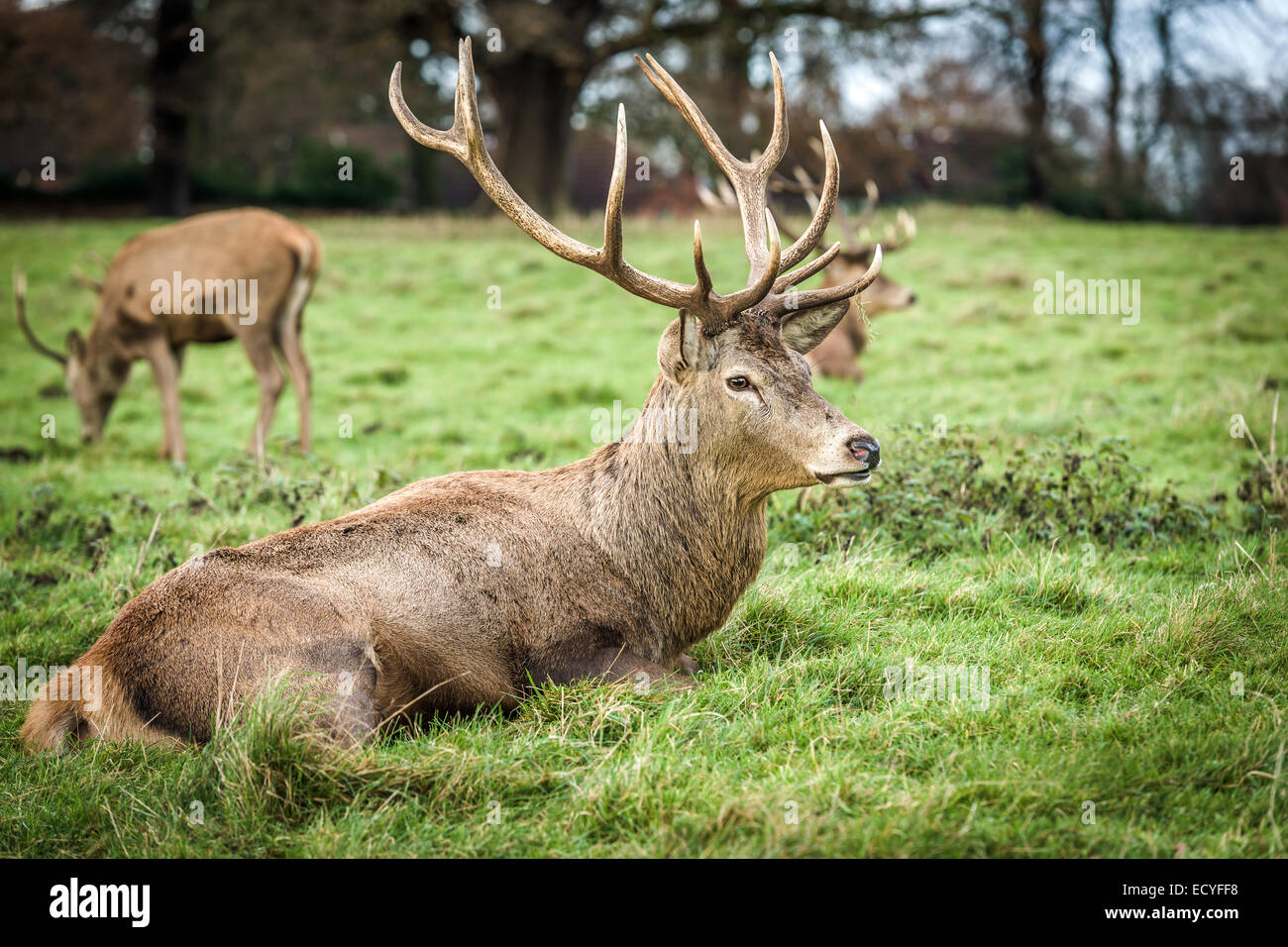 Red Deer Stag Stock Photo - Alamy