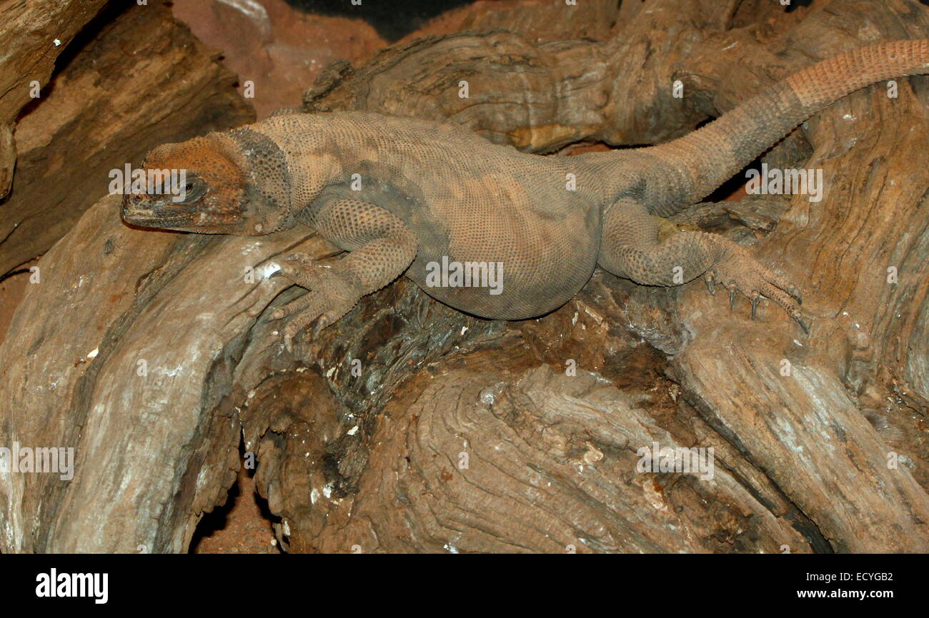 North American Common Chuckwalla (Sauromalus ater, formerly Sauromalus ...