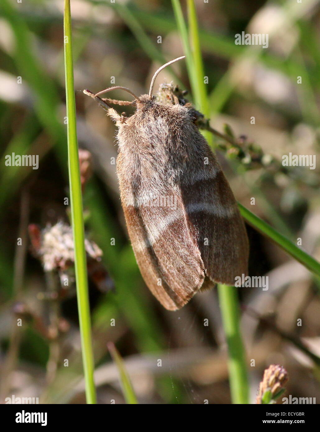 Close-up of the European Fox Moth ( Macrothylacia rubi Stock Photo - Alamy