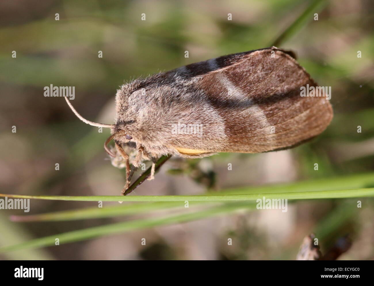 Close-up of the European Fox Moth ( Macrothylacia rubi Stock Photo - Alamy