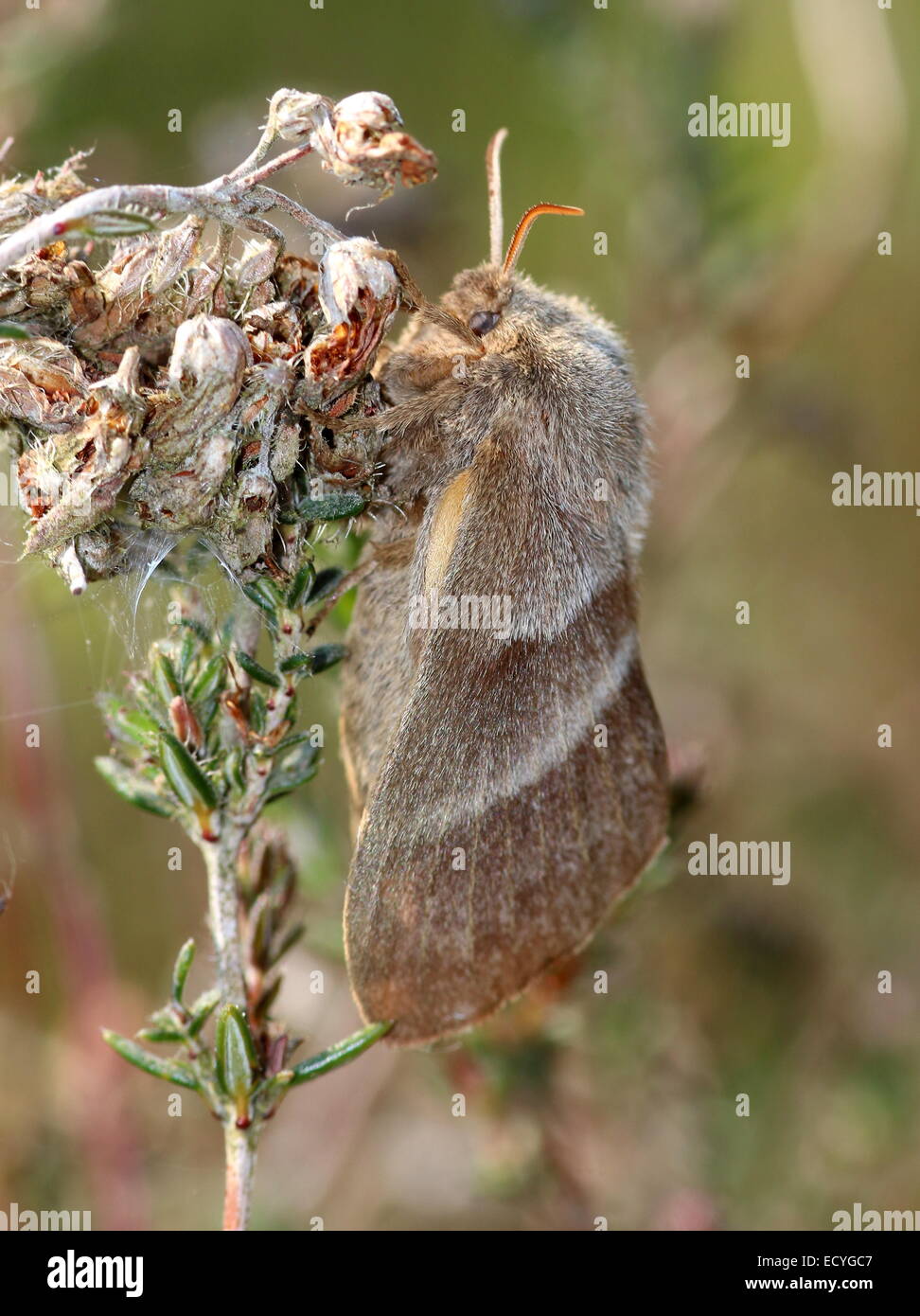 Fox moth macrothylacia rubi hi-res stock photography and images - Alamy