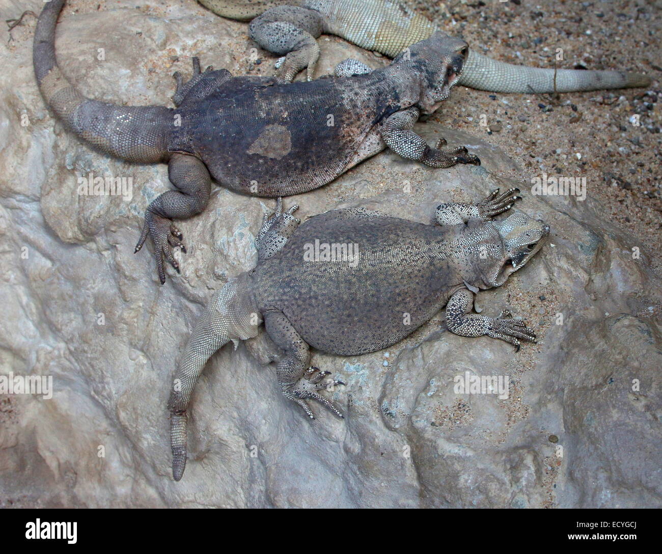 Pair of North American Common Chuckwallas (Sauromalus ater, formerly ...