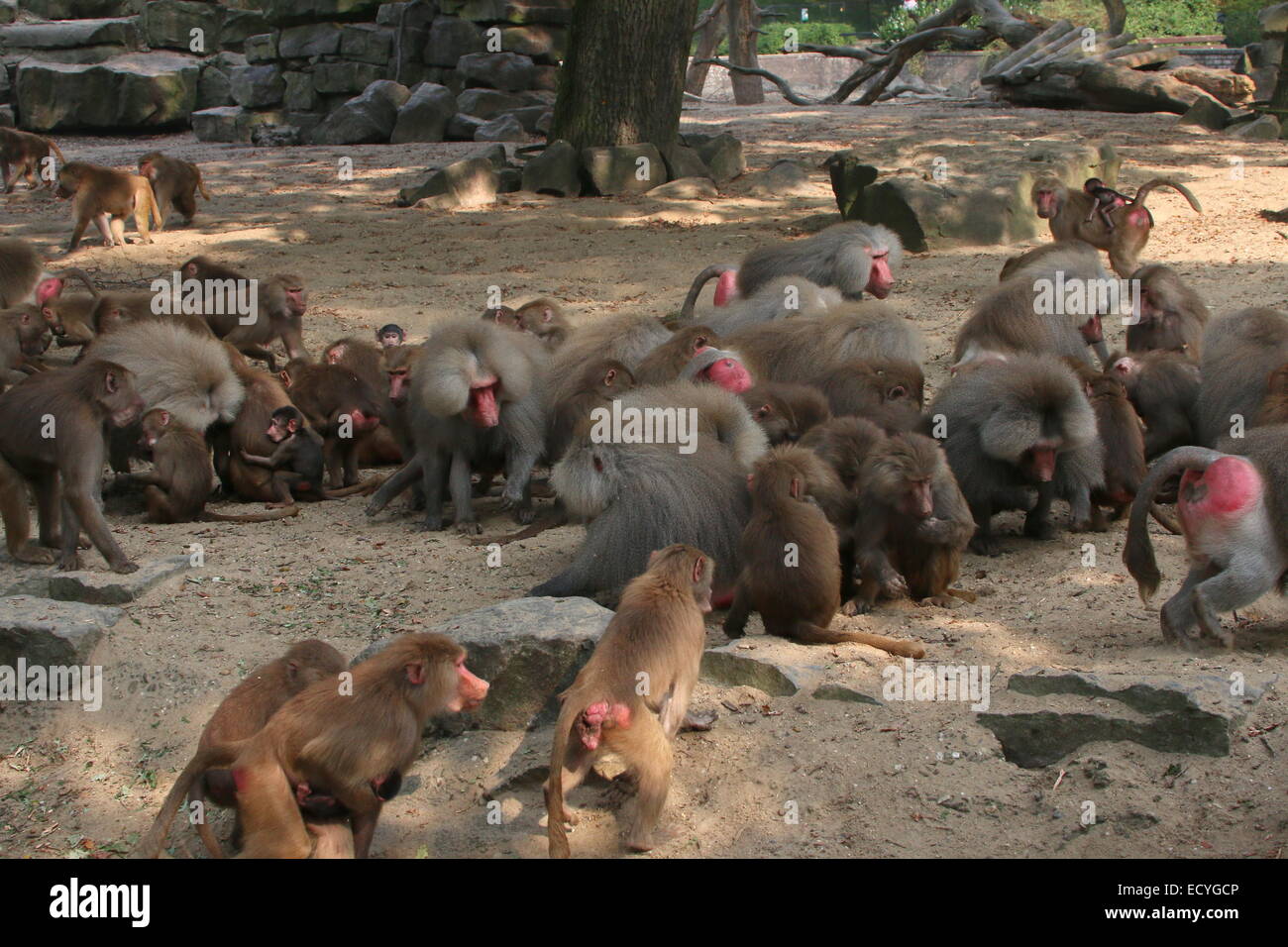 Very large troop of Hamadryas baboons (Papio hamadryas Stock Photo - Alamy