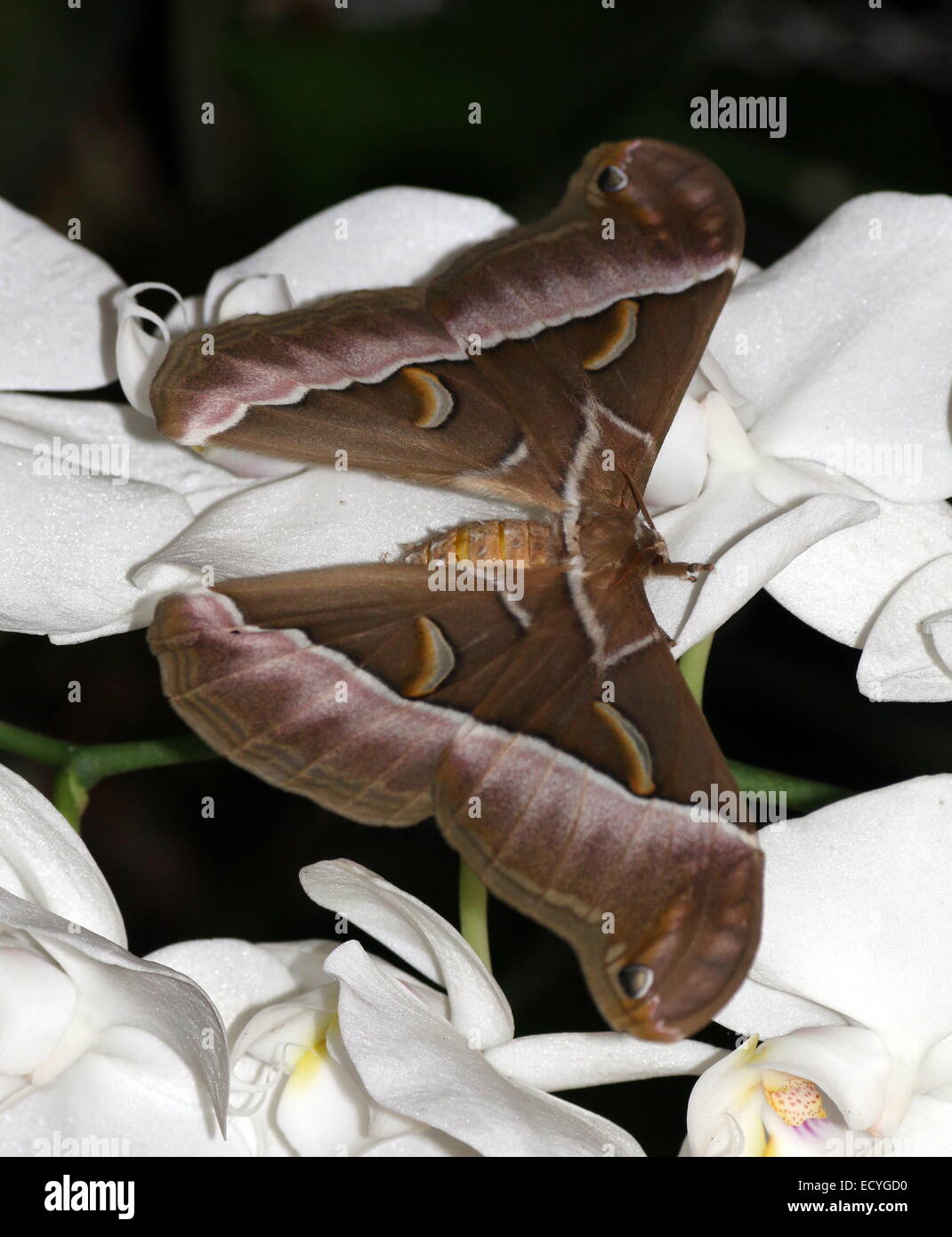 Asian moths hi-res stock photography and images - Alamy