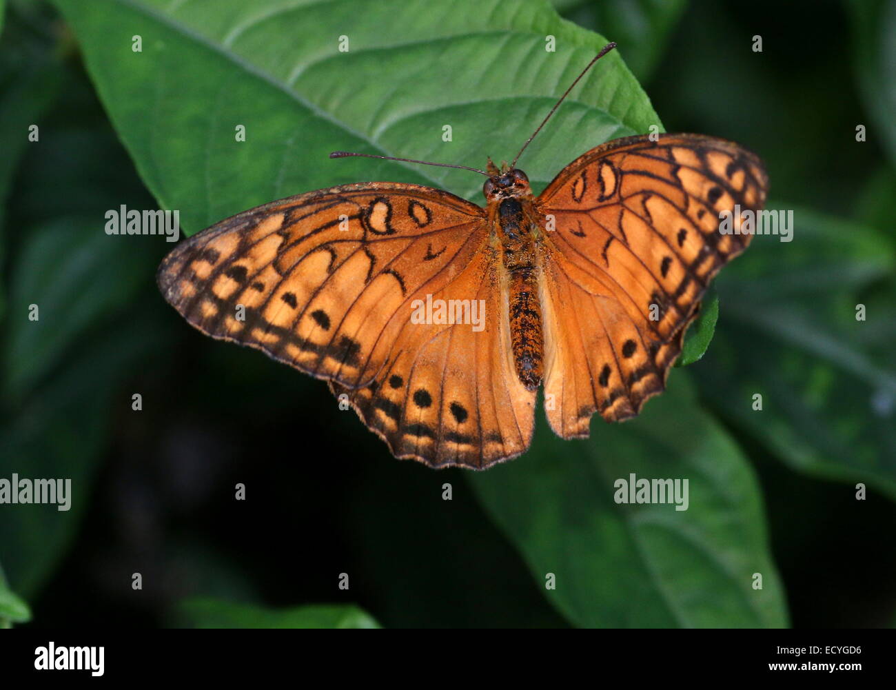 Mexican butterfly hi-res stock photography and images - Alamy
