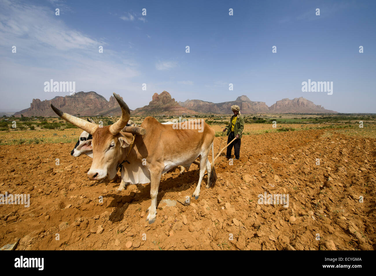 Tigray man working in the fields,Tigray, Ethiopia Stock Photo - Alamy