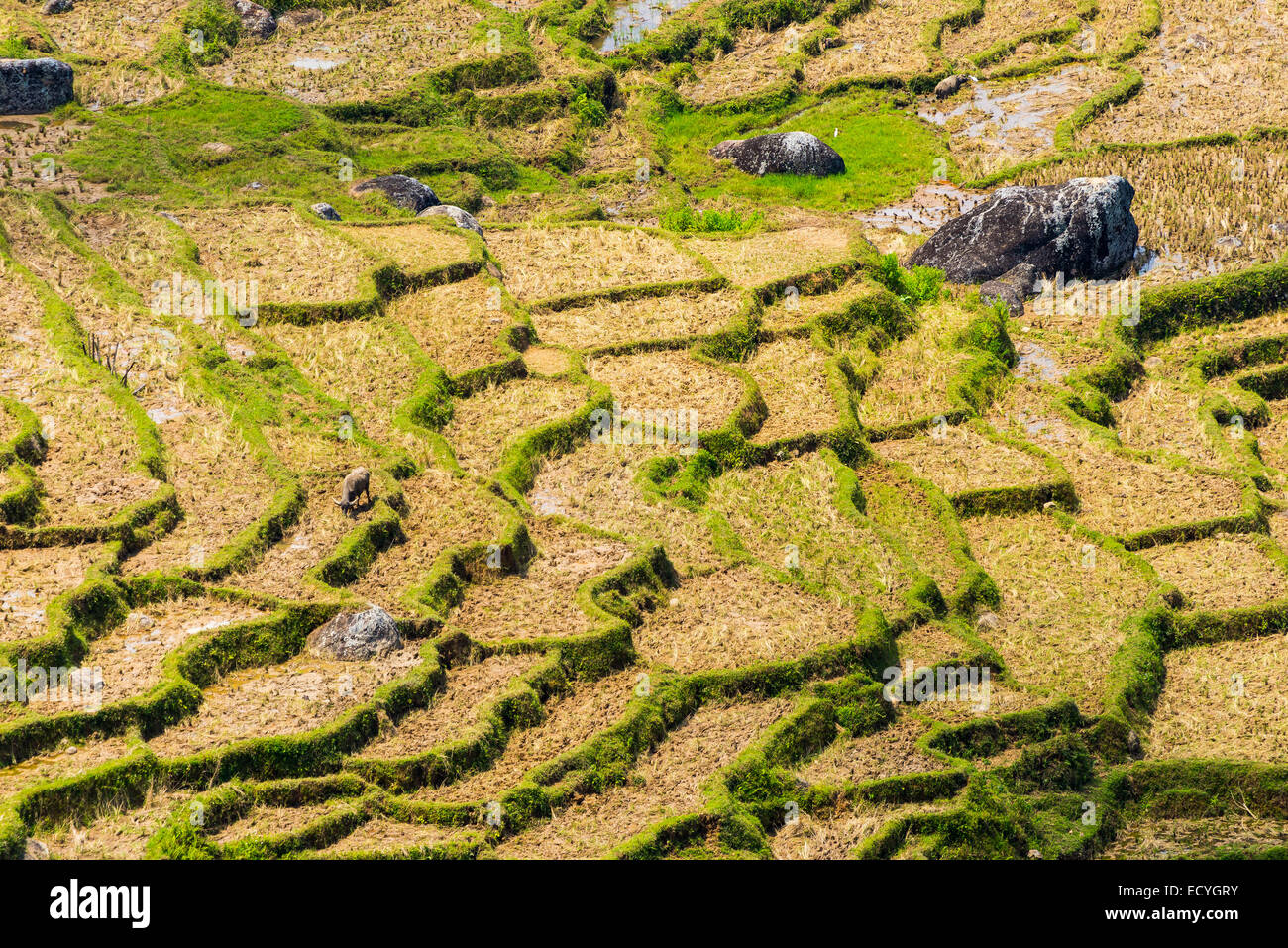 Stunning landscape of rice fields in dry season on the mountains of ...